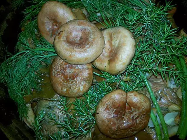 Cogumelos para a mesa