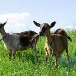 Alpine Goat: Deskripsi jenis dan karakteristik, fitur pemuliaan 7364_10