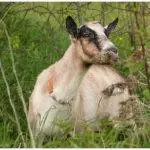 アルパインヤギ：品種と特徴の説明、繁殖の特徴 7364_13