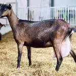 Alpine Goat: Deskripsi jenis dan karakteristik, fitur pemuliaan 7364_4