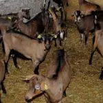 Alpine Goat: Deskripsi jenis dan karakteristik, fitur pemuliaan 7364_5