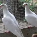 Can akwai pigeons: Amfanin da cutarwa na nama, yadda za a zaba da dafa 7365_2