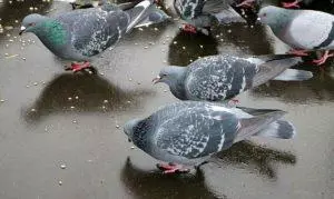 Ta yaya za ku matsa wani pigeon daji daga titi zuwa hannu da pigeon, horo