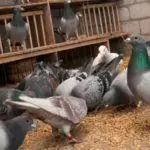 Can akwai pigeons: Amfanin da cutarwa na nama, yadda za a zaba da dafa 7365_8