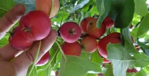 Apple Tree Ola.