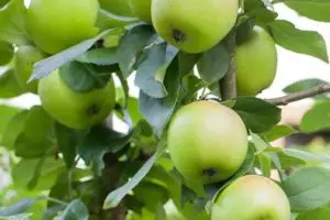 Az Apple fajta Sverdlovchanin, előnyei és hátrányai, érlelés és gyümölcs