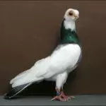 塔曼鴿子：物種描述，含量和育種規則 7374_1