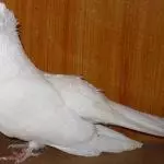 Turman Pigeon: Arraza taldearen deskribapena, edukiaren arauak eta haztegia 7374_2