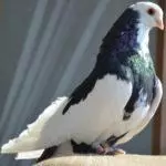 Turman Pigeon: Опис на групата раси, правила на содржина и одгледување 7374_3