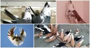Видови лекови за гулабите и имињата на ветропарите, спречување на болести