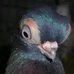 Turman Pigeon: Deskripsi kelompok breed, aturan konten dan pemuliaan 7374_6