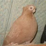 Pigeon Pigeon: Apejuwe ti ẹgbẹ ti awọn ajọbi, awọn ofin ti akoonu ati ibisi 7374_7