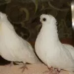 Turman Pigeon: Опис на групата раси, правила на содржина и одгледување 7374_8