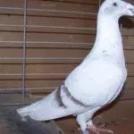Поштенски гулаб: 6 од најдобрите раси на спортски птици, нивната исхрана и одгледување 7378_1
