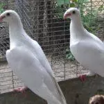Post Pigeon: 6 yeiyo yakanakisa kubereka shiri dzemitambo, kudya kwavo uye kubereka 7378_10