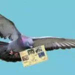 Postal Pigeon: 6 nan elve yo pi byen nan espò zwazo, rejim alimantè yo ak elvaj 7378_13