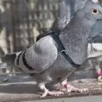 Postal Pigeon: 6 of the best breeds of sports birds, their diet and breeding 7378_14