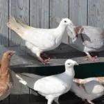 Pigeon Pos: 6 saka breeds manuk olahraga sing paling apik, panganan lan breeding 7378_16