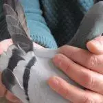 Pigeon Pos: 6 saka breeds manuk olahraga sing paling apik, panganan lan breeding 7378_18