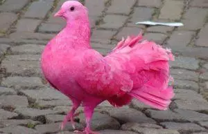 Description of pink pigeons and their habitat in nature, security status