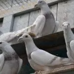 Post Pigeon: 6 yeiyo yakanakisa kubereka shiri dzemitambo, kudya kwavo uye kubereka 7378_2
