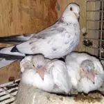 Pigeon Pos: 6 saka breeds manuk olahraga sing paling apik, panganan lan breeding 7378_23