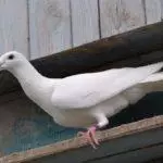 Pigeon Pos: 6 saka breeds manuk olahraga sing paling apik, panganan lan breeding 7378_3