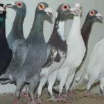 Pigeon Pos: 6 saka breeds manuk olahraga sing paling apik, panganan lan breeding 7378_4