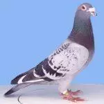 Pigeon Pos: 6 saka breeds manuk olahraga sing paling apik, panganan lan breeding 7378_5