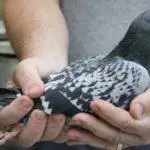 Pigeon Pos: 6 saka breeds manuk olahraga sing paling apik, panganan lan breeding 7378_6