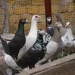 Поштенски гулаб: 6 од најдобрите раси на спортски птици, нивната исхрана и одгледување 7378_7