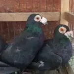 Pigeon Pos: 6 saka breeds manuk olahraga sing paling apik, panganan lan breeding 7378_8