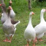 Geese Italia: Katerangan sareng ciri, aturan pikeun beternak 7382_2
