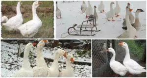 Paglalarawan at katangian ng Gorky Geese, Rock Breeding Rules