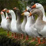 اطالوی Geese: نسل کی وضاحت اور خصوصیات، نسل کے لئے قوانین 7382_7