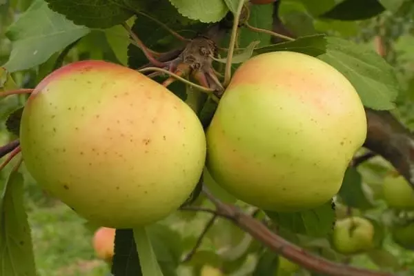 نمرات درخت سیب