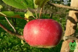 Descrición das árbores de mazá Cortland e as súas características, historial de relevo e rendemento
