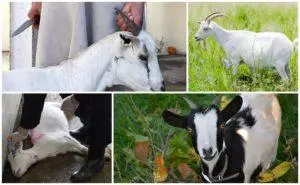 Како правилно да ги намалите козите, колење на методи и сечење