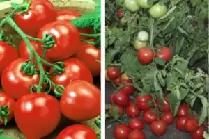 Popis odrody paradajok Moja láska a jej charakteristiky