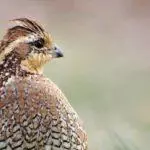 Varför quails peer varandra: Orsaker till kannibalism och behandling 7389_10
