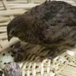 Varför quails peer varandra: Orsaker till kannibalism och behandling 7389_16