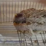 Varför quails peer varandra: Orsaker till kannibalism och behandling 7389_2