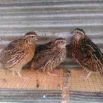 Varför quails peer varandra: Orsaker till kannibalism och behandling 7389_5