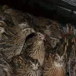 Varför quails peer varandra: Orsaker till kannibalism och behandling 7389_6
