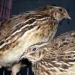 Varför quails peer varandra: Orsaker till kannibalism och behandling 7389_7