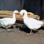 A Geese Danish amapenda: Kufotokozera za mtundu ndi mikhalidwe, mitengo 7391_2