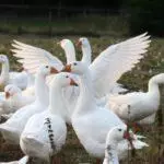 A Geese Danish amapenda: Kufotokozera za mtundu ndi mikhalidwe, mitengo 7391_3