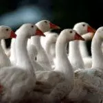 A Geese Danish amapenda: Kufotokozera za mtundu ndi mikhalidwe, mitengo 7391_4