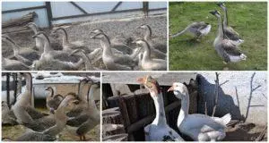 Description ug Mga Kinaiya sa Chinese Breed Geese, ang mga lagda sa ilang sulud