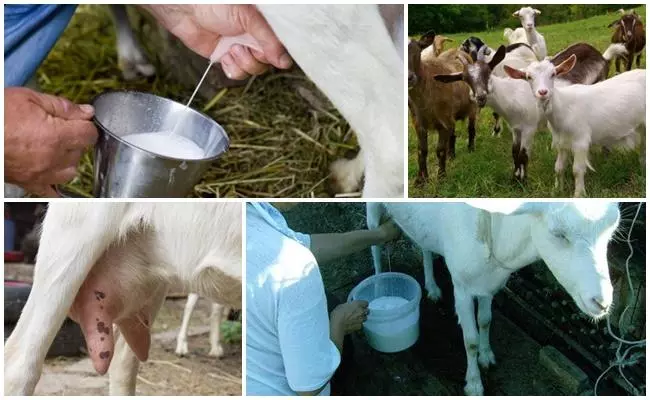Ono što trebate nahraniti kozu da biste povećali ribolov, načine kod kuće